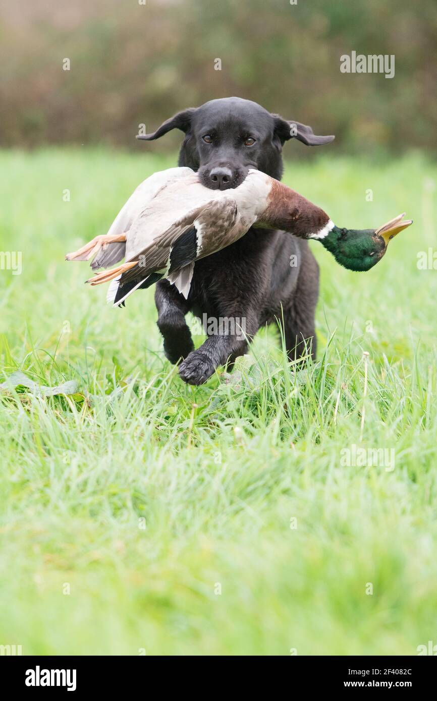 Working black labrador retrieving a mallard drake Stock Photo - Alamy