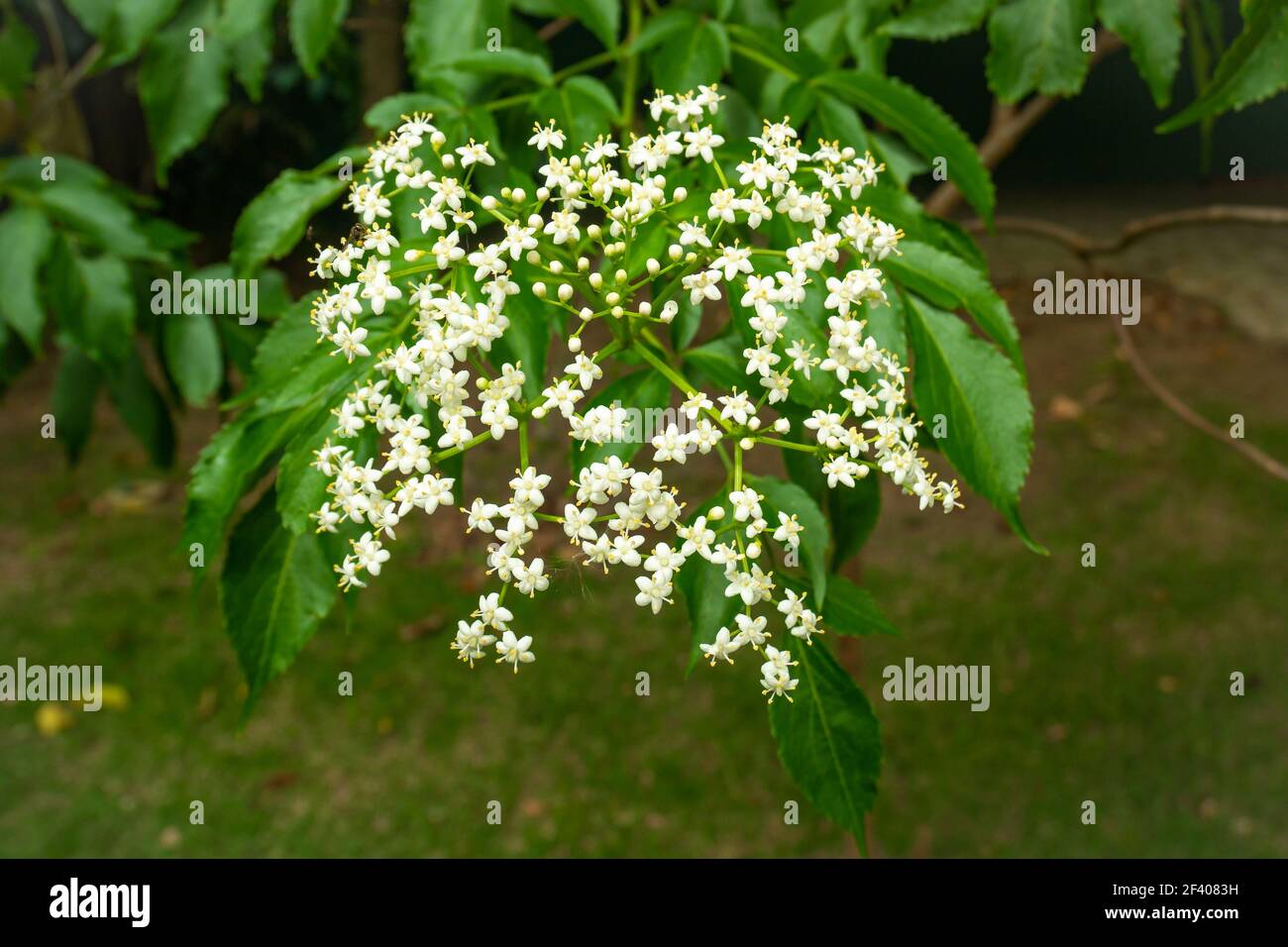 European elder hi-res stock photography and images - Alamy