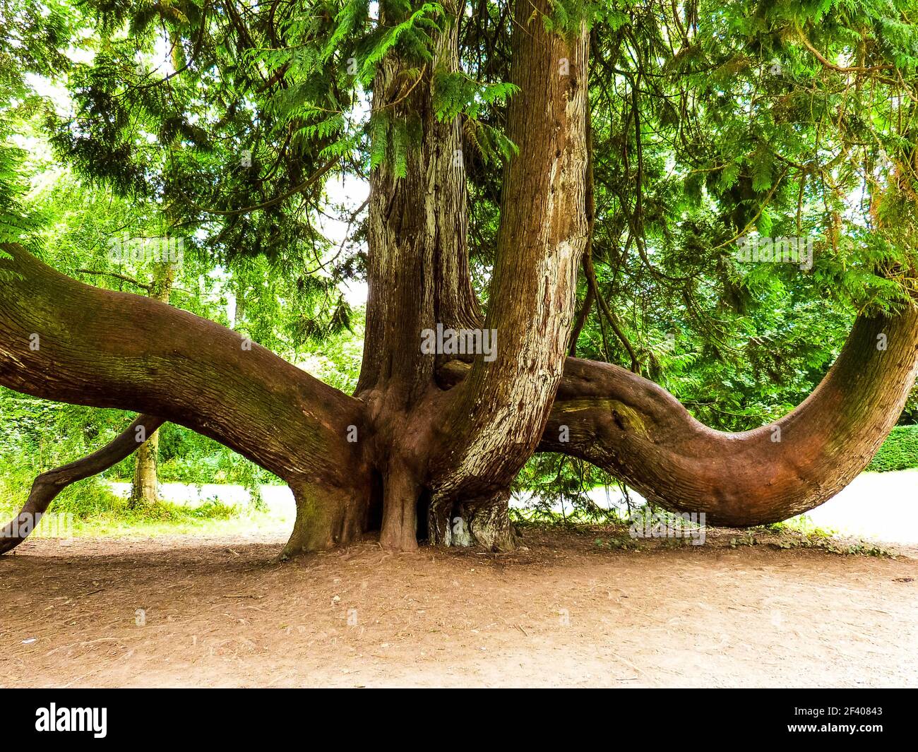 huge old and high tree in irish park Stock Photo - Alamy