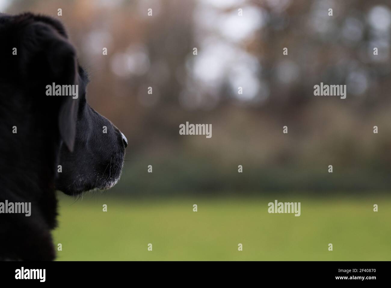 Dogs eye view hi-res stock photography and images - Alamy