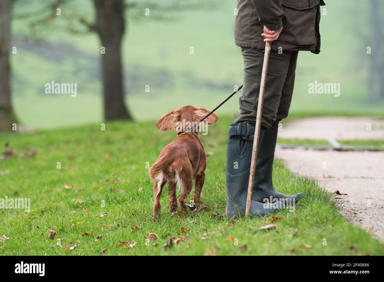 Working cocker spaniel with it’s master Stock Photo - Alamy