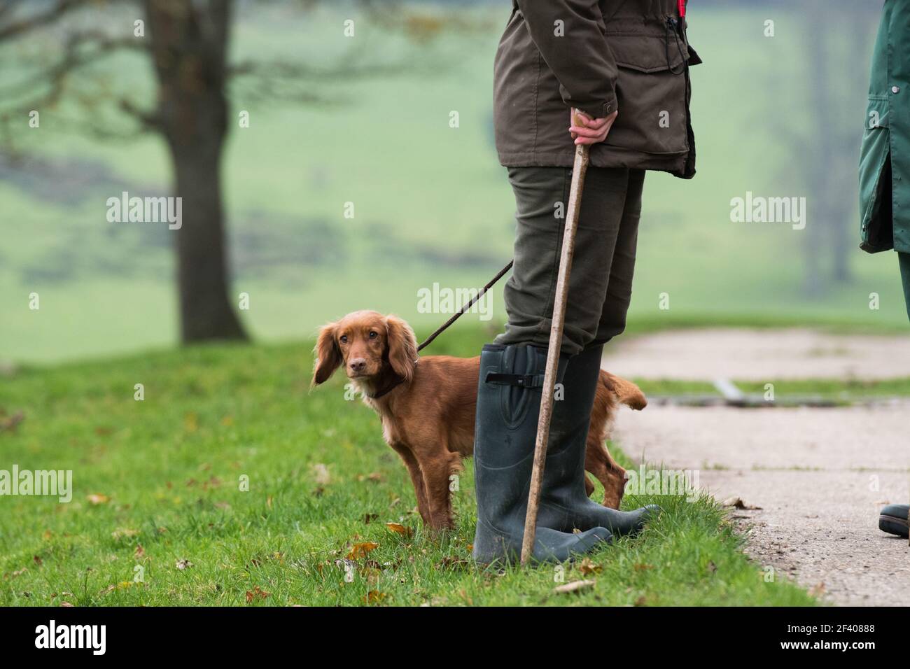 Working cocker spaniel with it’s master Stock Photo - Alamy