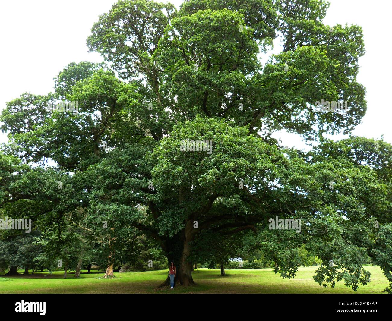 huge old and high tree in irish park Stock Photo - Alamy