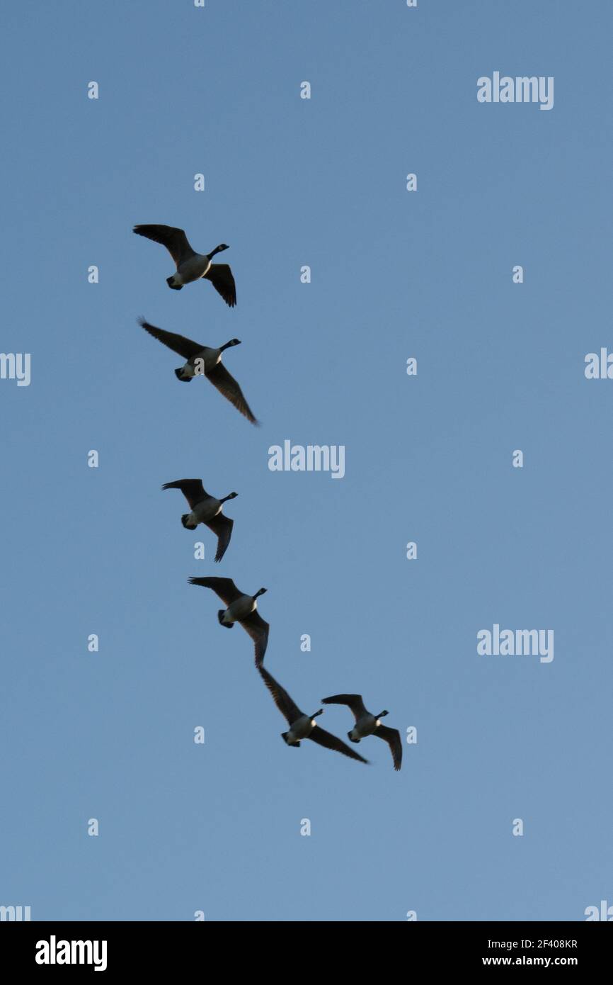 Geese flying in formation hi-res stock photography and images - Alamy