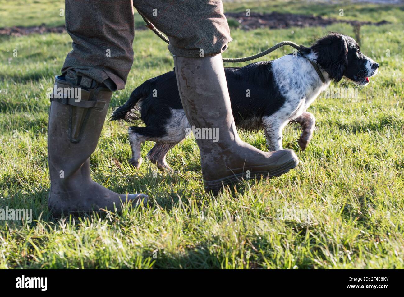Springer spaniel at heel Stock Photo - Alamy