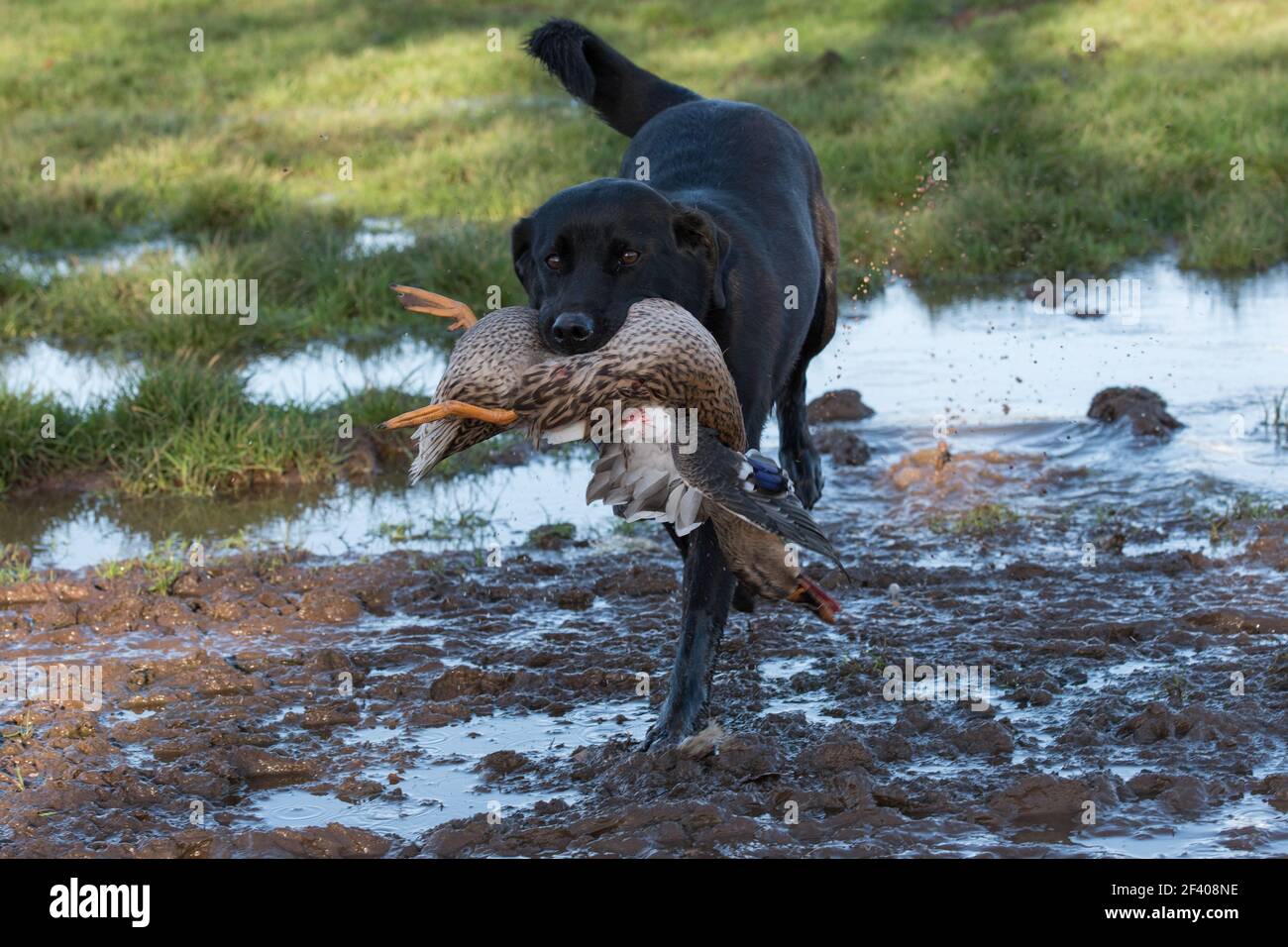 Labrador retriever with duck hi-res stock photography and images - Alamy