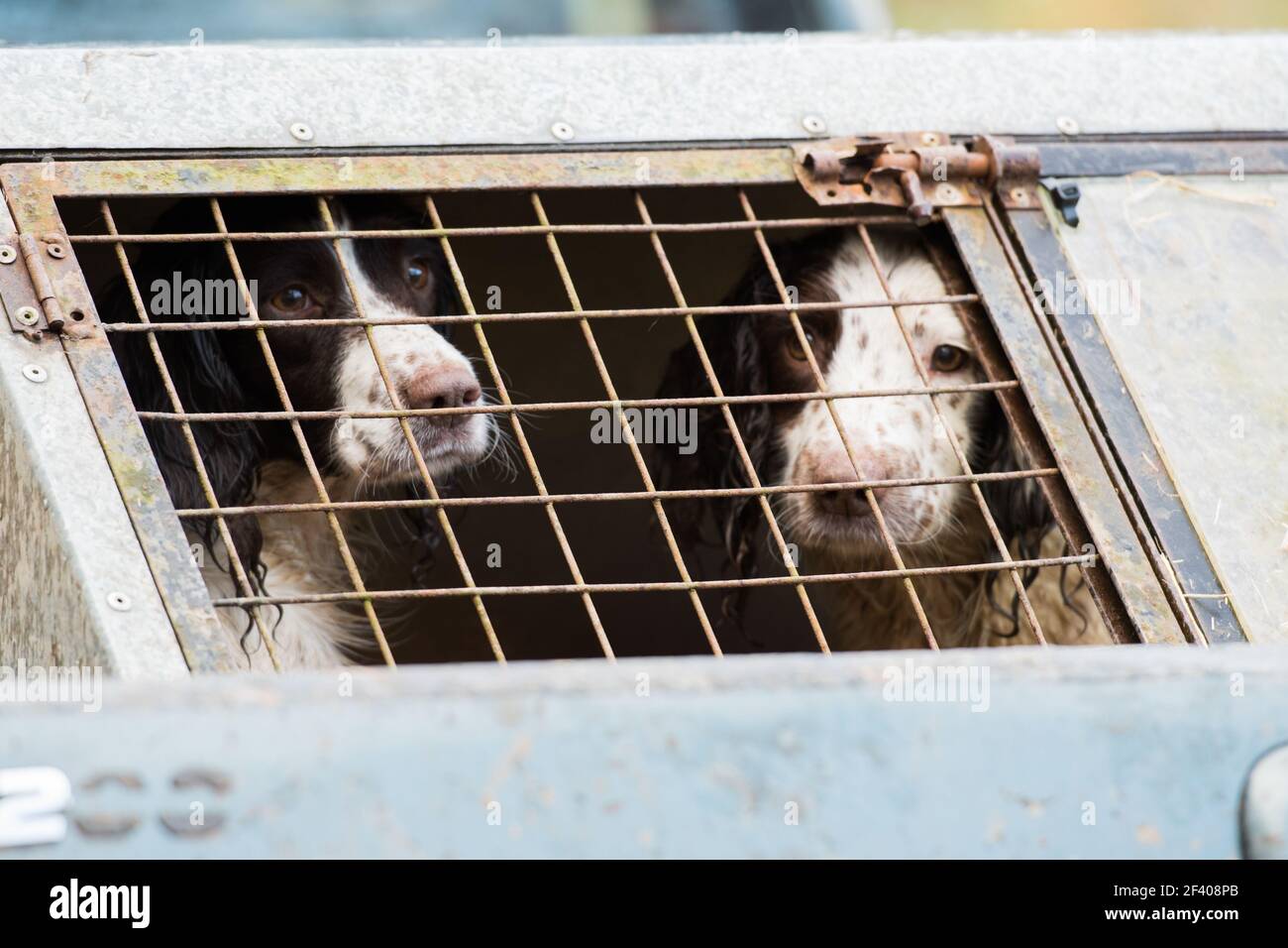 Working springer spaniels in a dog box in a pick up truck, ready to ...
