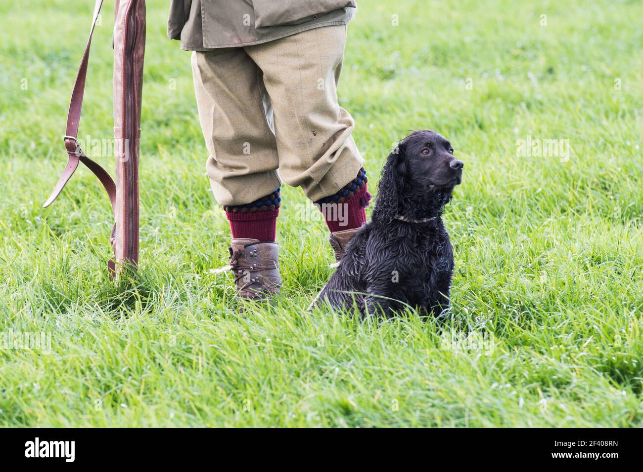 A game shooter with his working cocker spaniel Stock Photo - Alamy