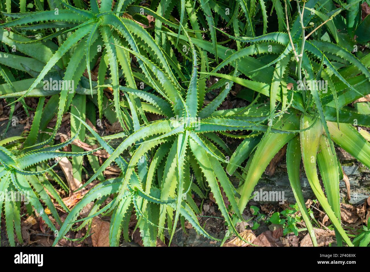 The Krantz Aloe or Candelabra Aloe (Aloe arborescens) in the Garden ...