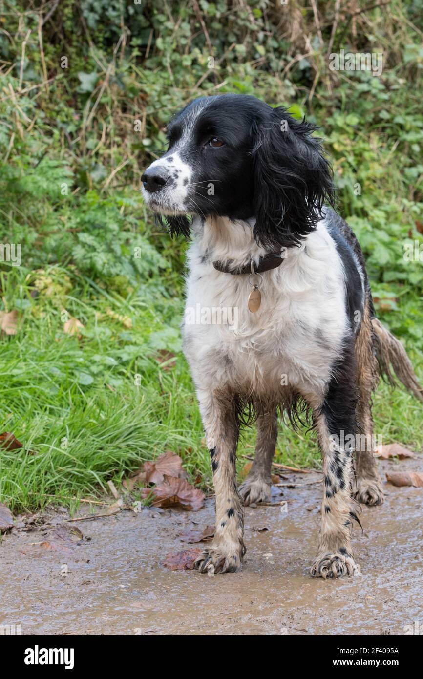 Black and white springer spaniel hi-res stock photography and images ...
