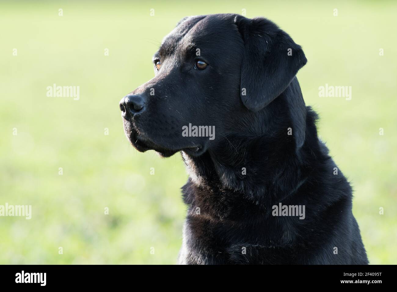 Working black labrador portrait Stock Photo - Alamy