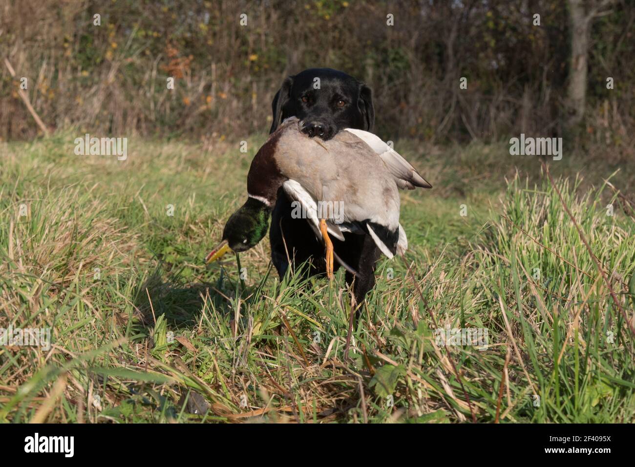 Black labrador retrieving a mallard drake Stock Photo - Alamy