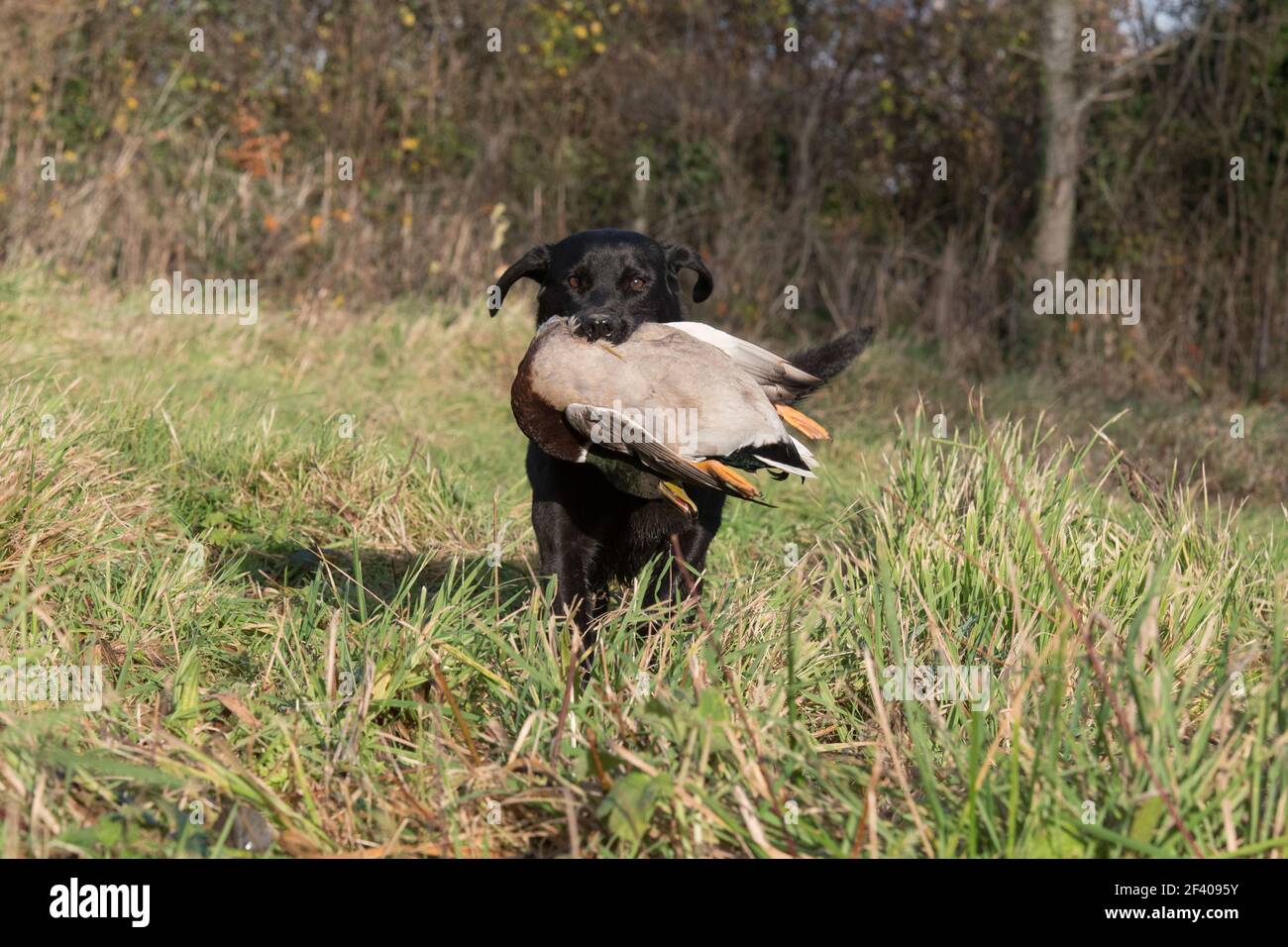 Black labrador retrieving a mallard drake Stock Photo - Alamy