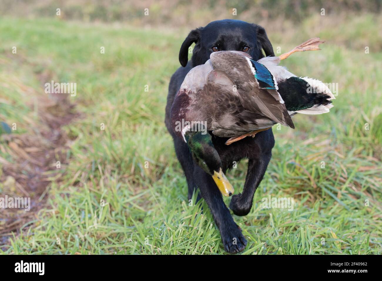 Black labrador retriever retrieving duck hi-res stock photography and ...