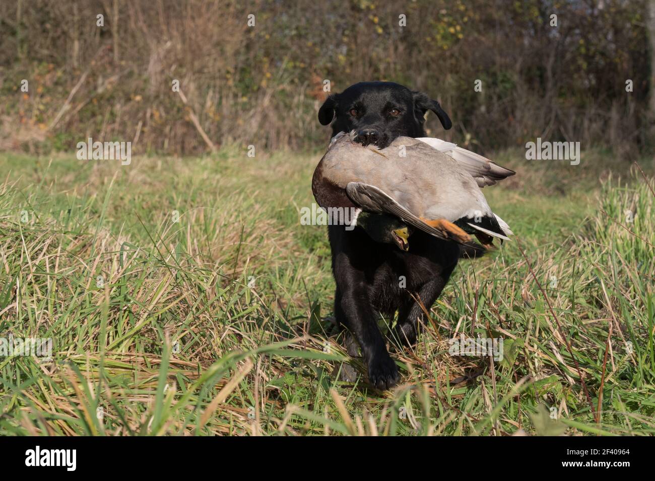 Black labrador retrieving a mallard drake Stock Photo - Alamy
