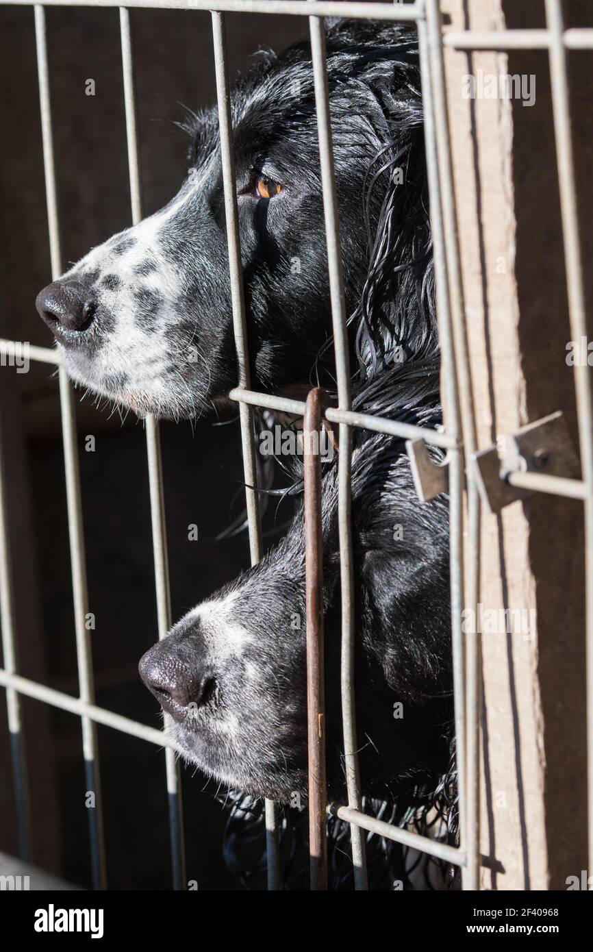 Working springer spaniels, waiiting to be let out of the truck for the ...