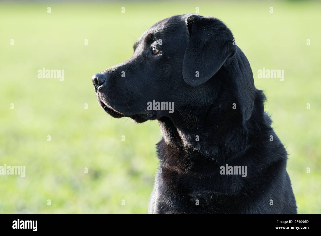 Working black labrador portrait Stock Photo - Alamy