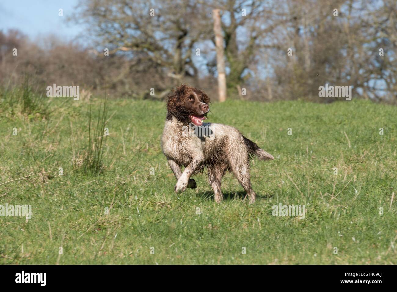 Working liver and white springer spaniel in the field Stock Photo - Alamy
