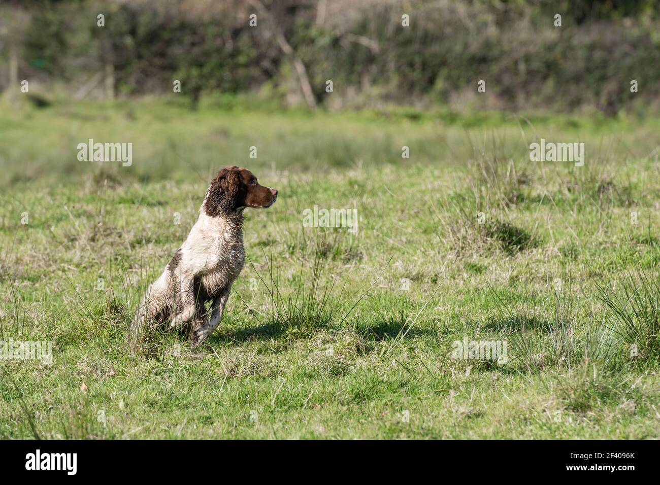 Spaniels in mud hi-res stock photography and images - Alamy