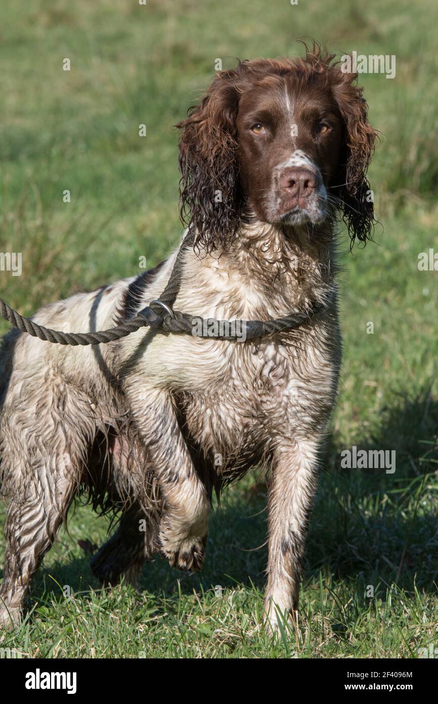 Working liver and white springer spaniel in the field Stock Photo - Alamy