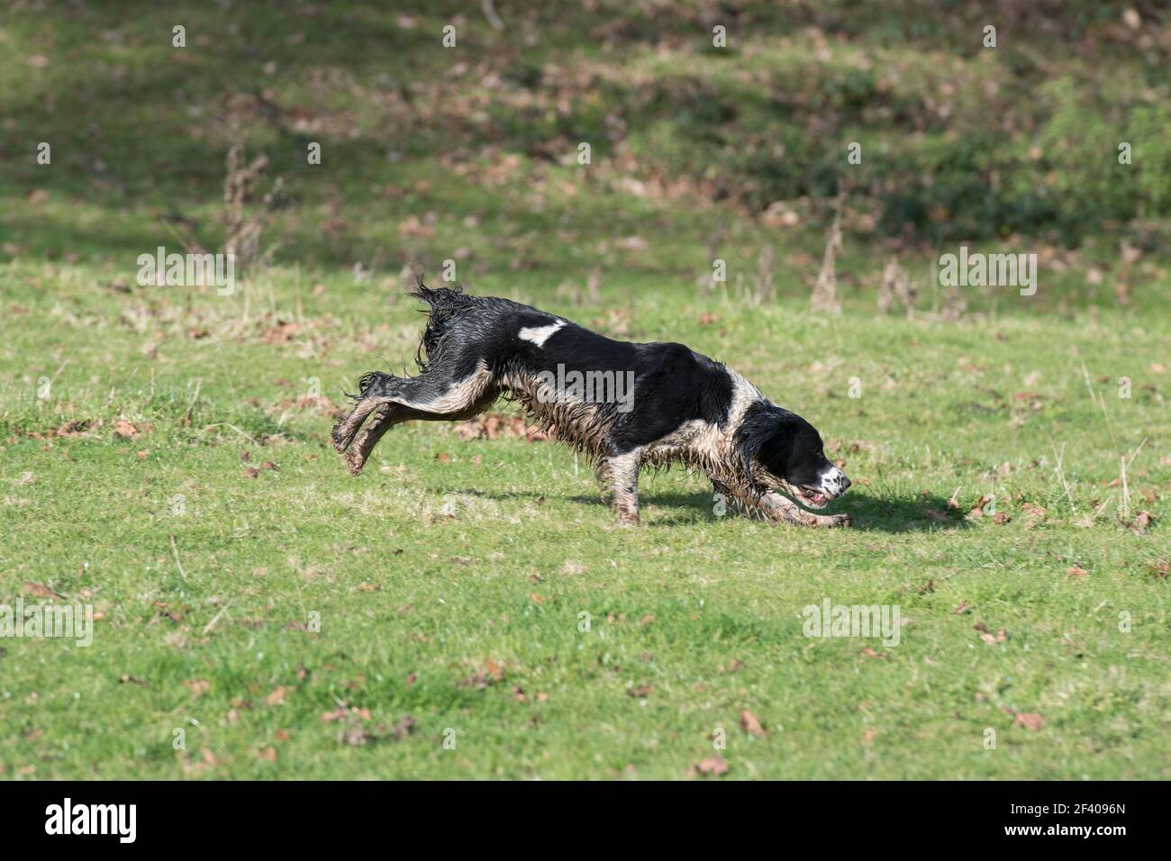 Spaniels english springers hi-res stock photography and images - Alamy