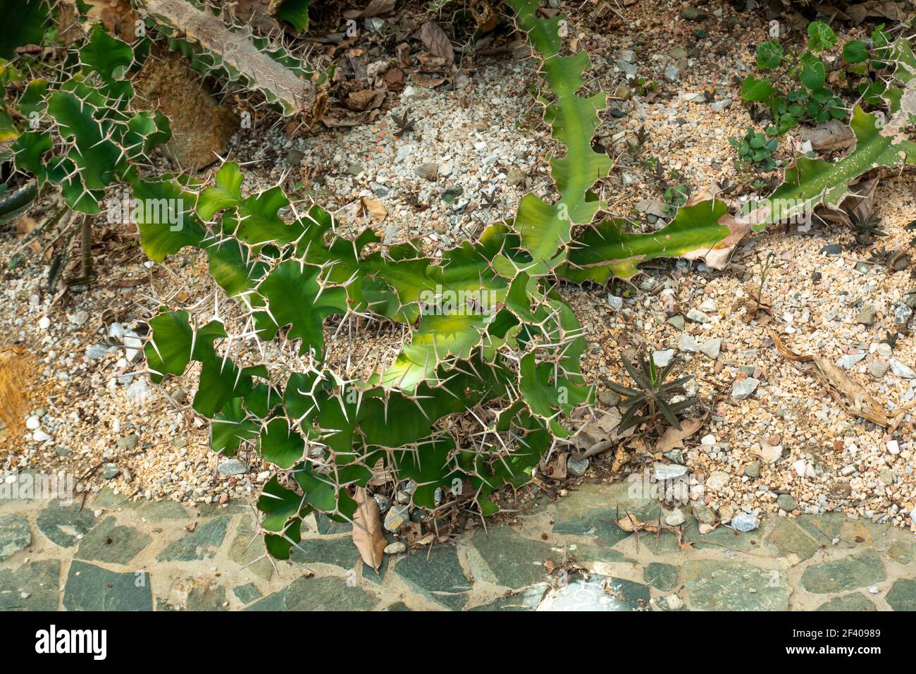Green Plant with Spines like a Cactus known as Night-Blooming Cereus ...