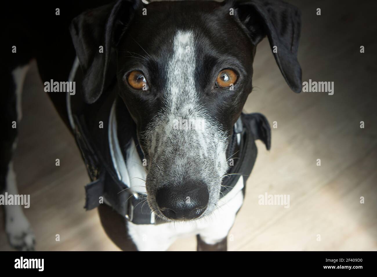 Sunlight Studio Portrait of Ruby Greyhound. Beautiful Eyes Always ...