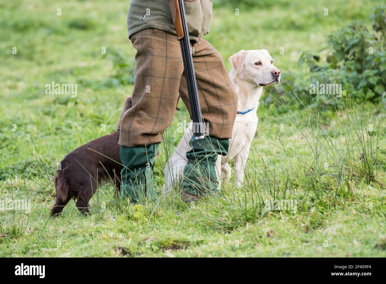 A working yellow labrador on the peg with his master Stock Photo - Alamy