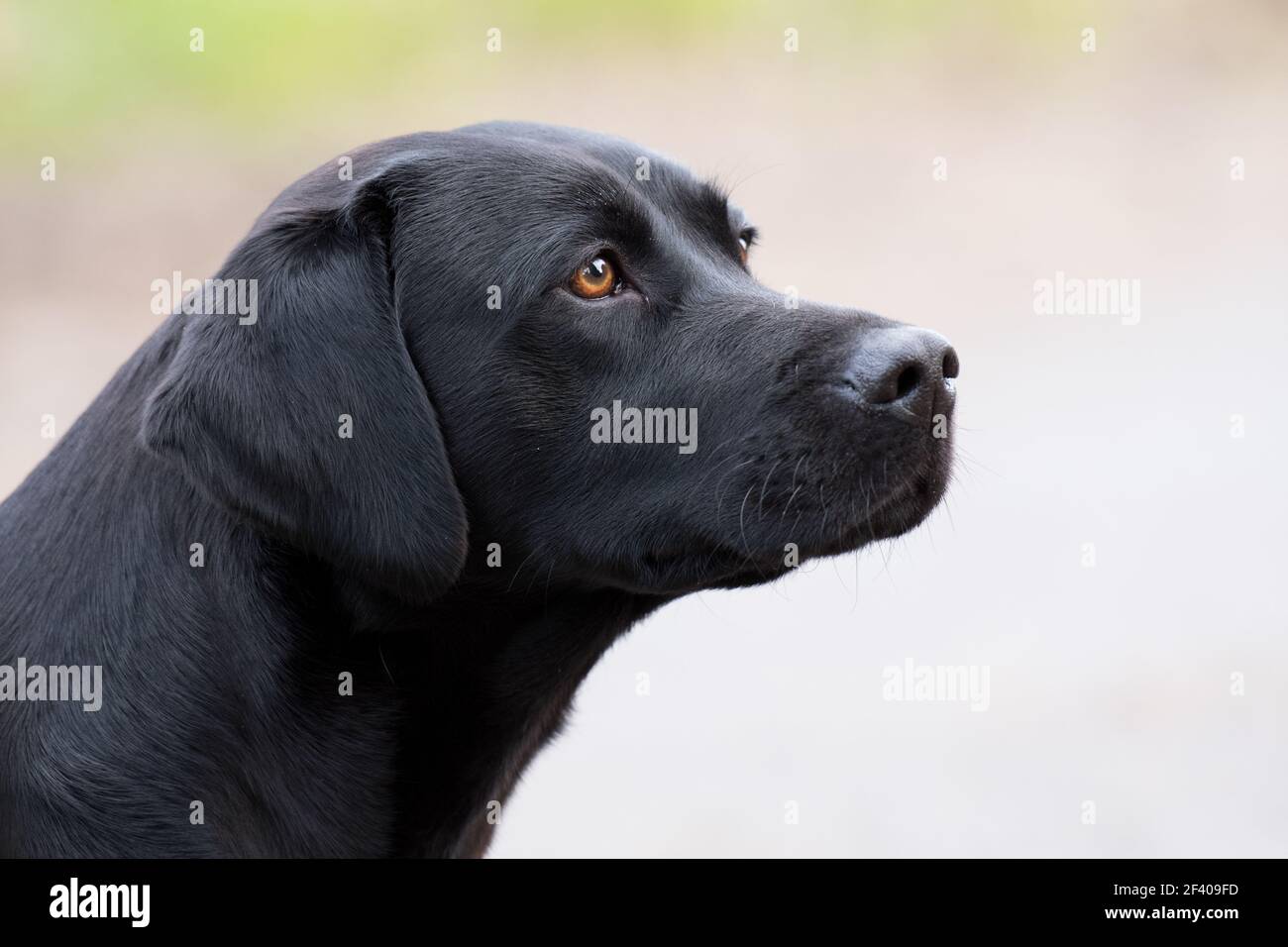 Working labrador, gundog, portrait Stock Photo - Alamy