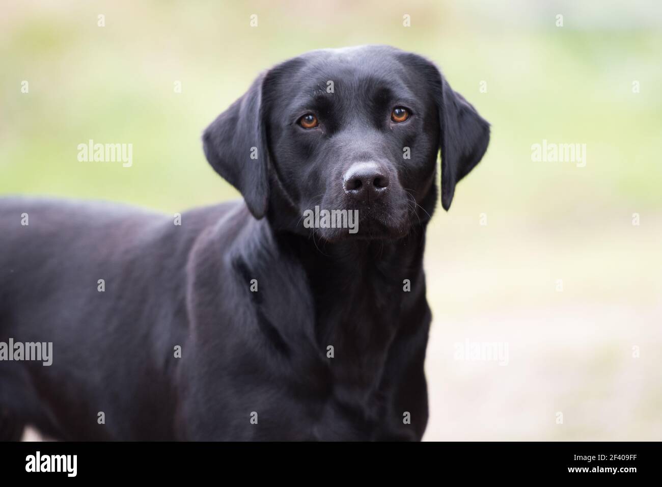 Working labrador, gundog, portrait Stock Photo - Alamy