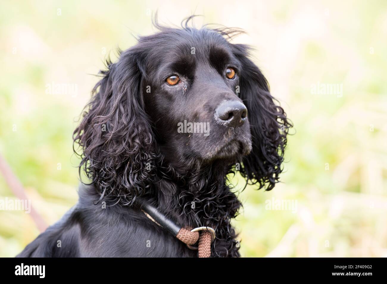 Working cocker spaniel portrait Stock Photo - Alamy