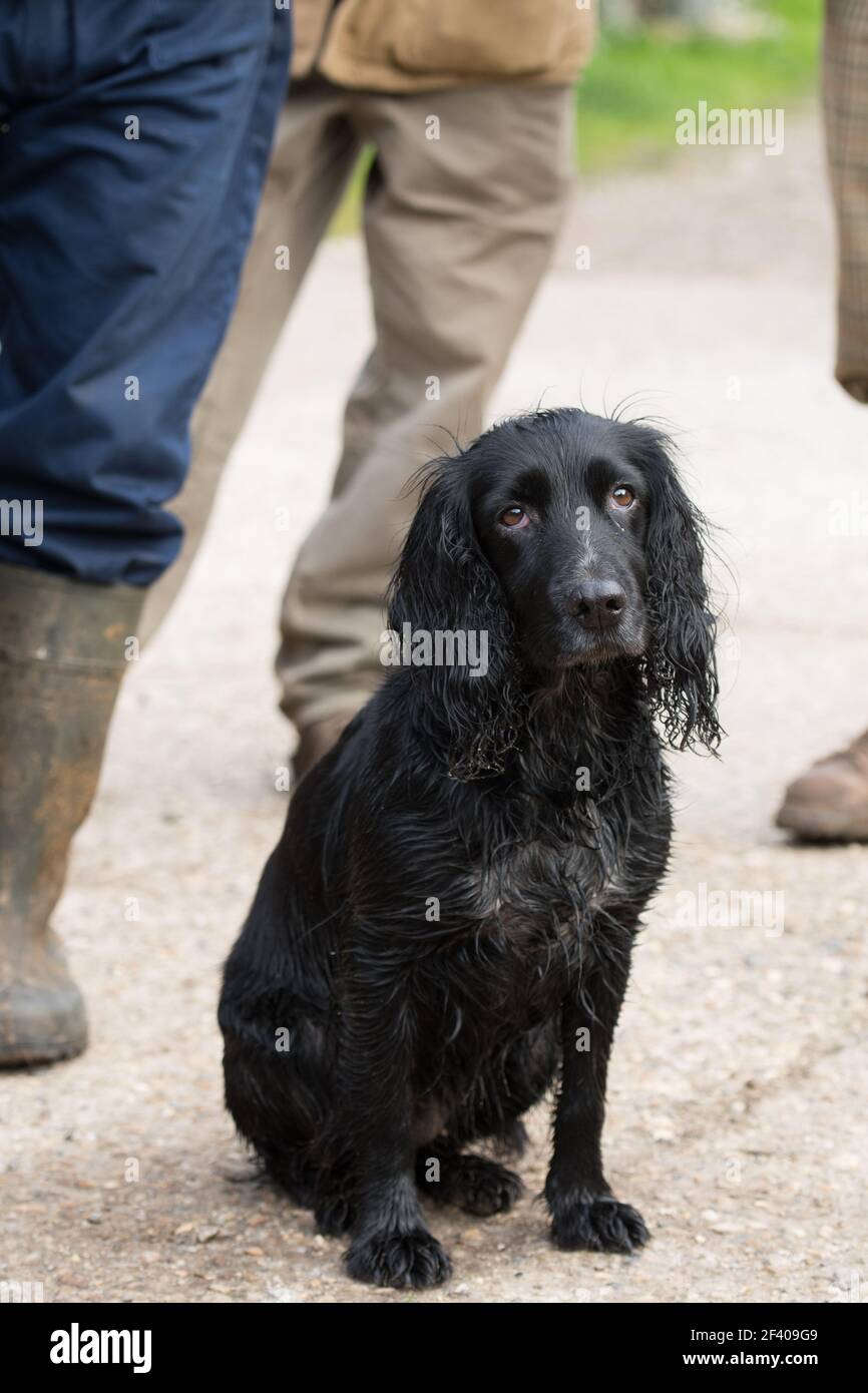 Working cocker spaniel Stock Photo - Alamy
