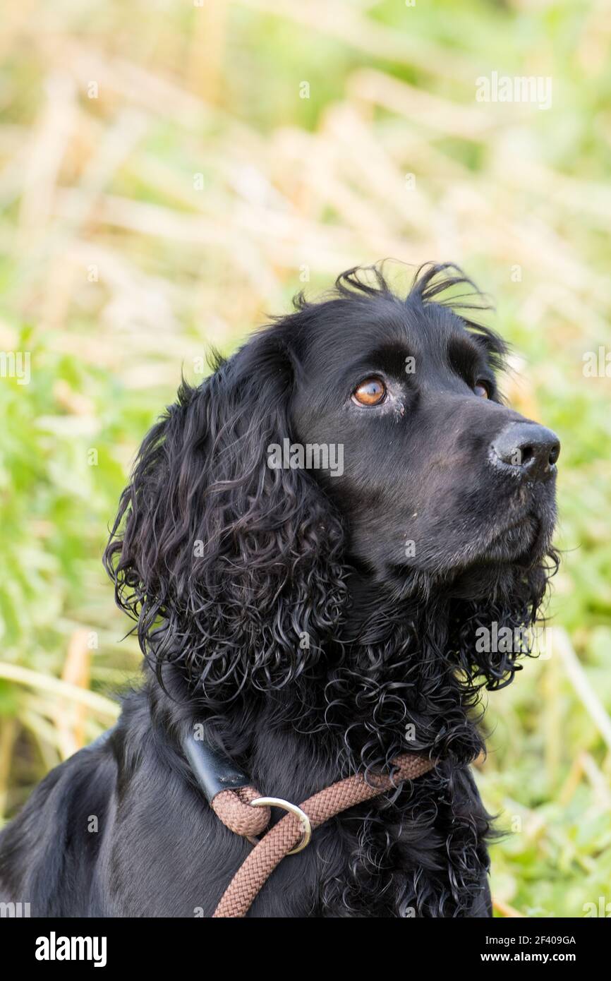 Working cocker spaniel portrait Stock Photo - Alamy