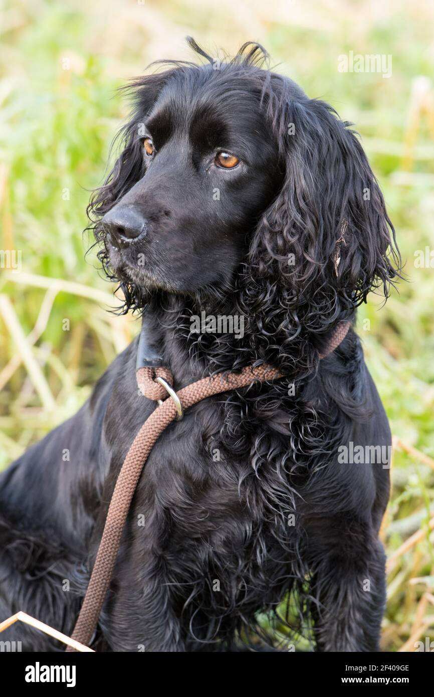 Working cockers hi-res stock photography and images - Alamy