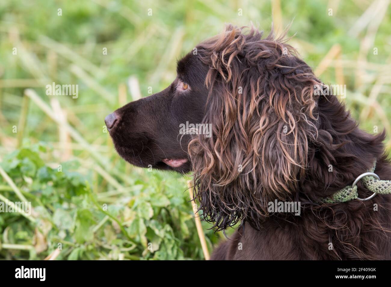 Working cocker spaniel portrait Stock Photo - Alamy
