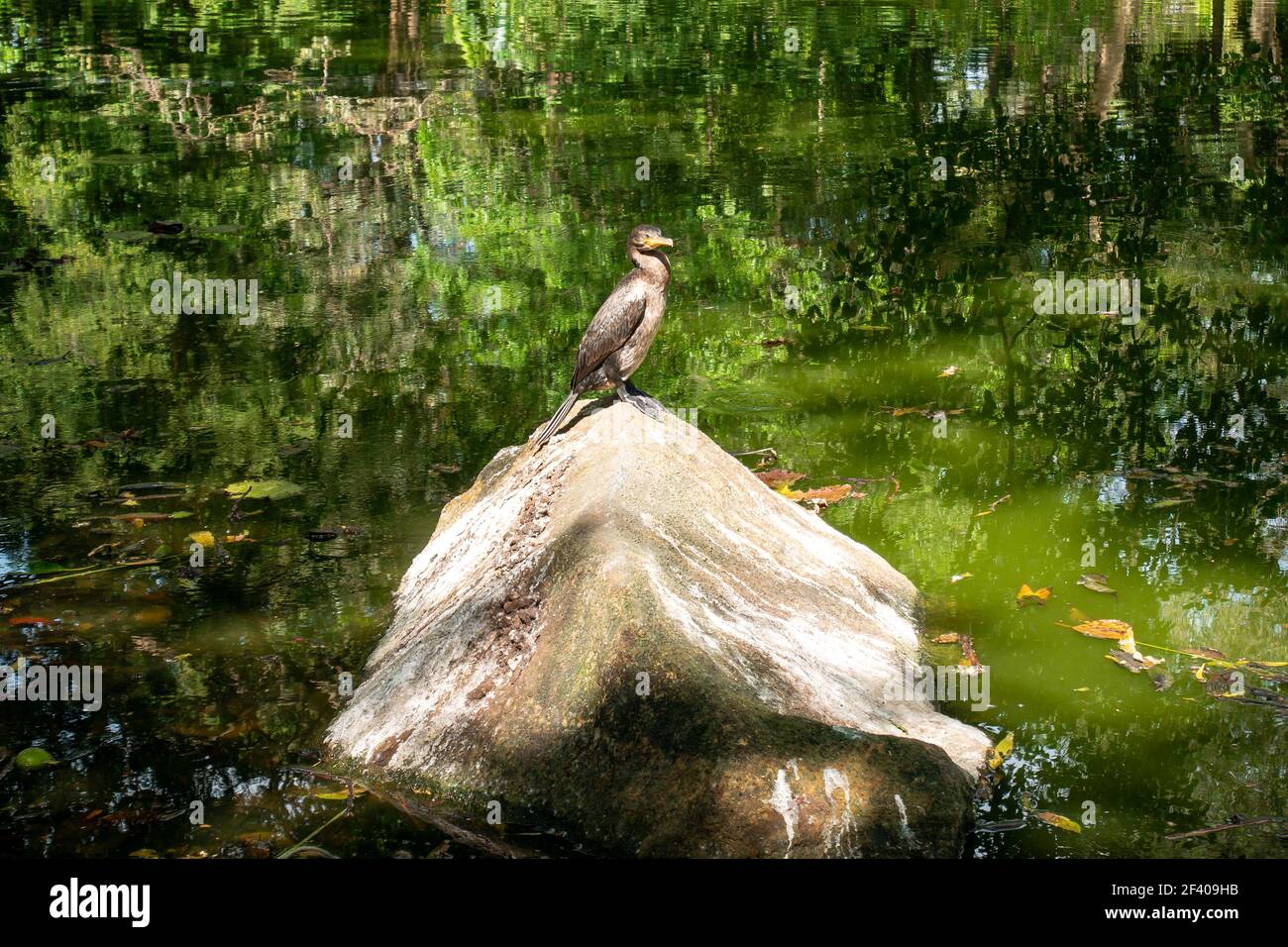 Cormorant statue hi-res stock photography and images - Alamy