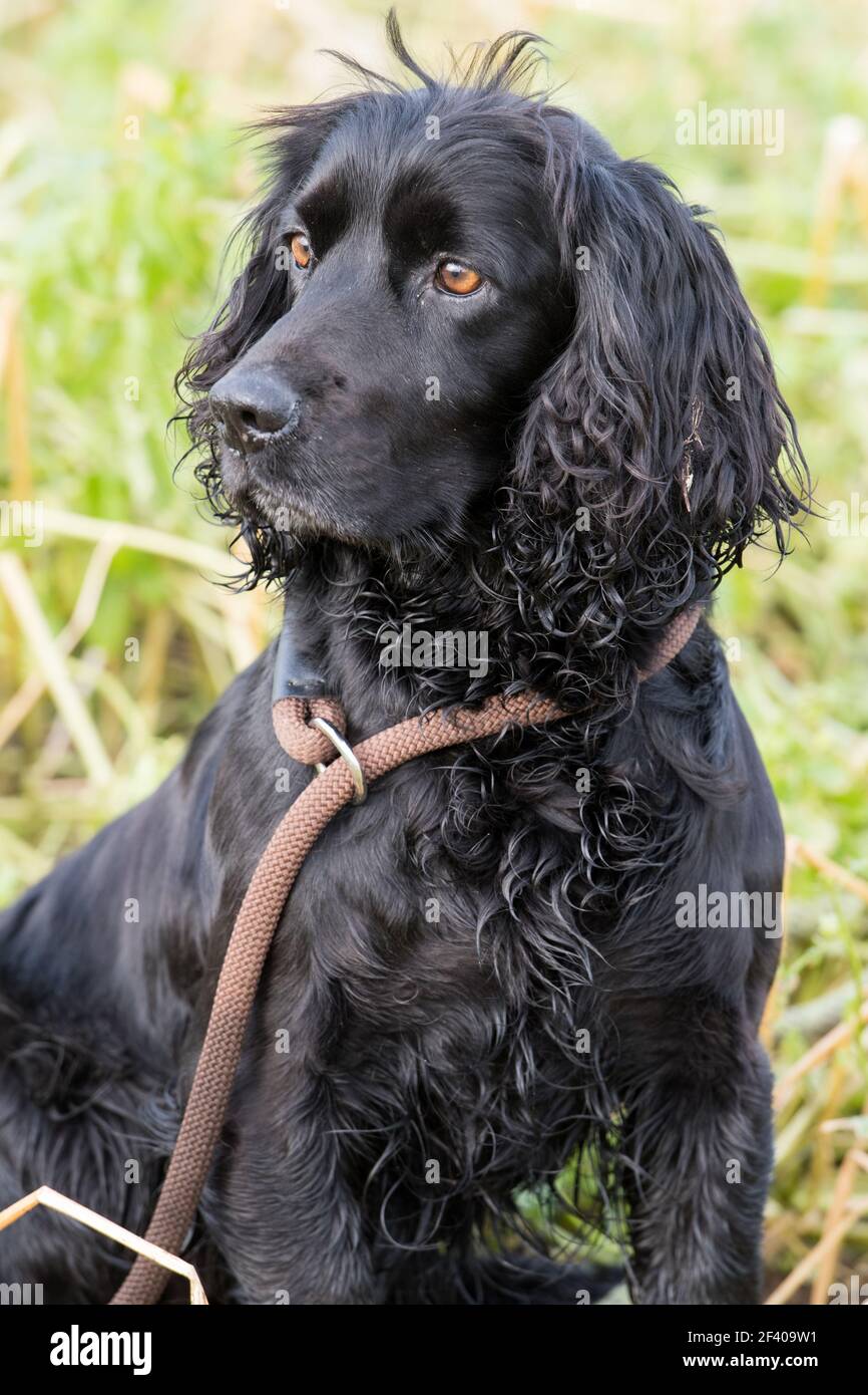 Working cocker spaniel portrait Stock Photo - Alamy