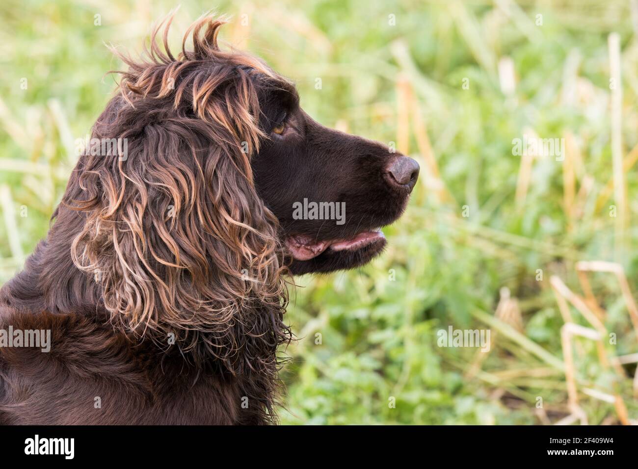Working cocker spaniel portrait Stock Photo - Alamy
