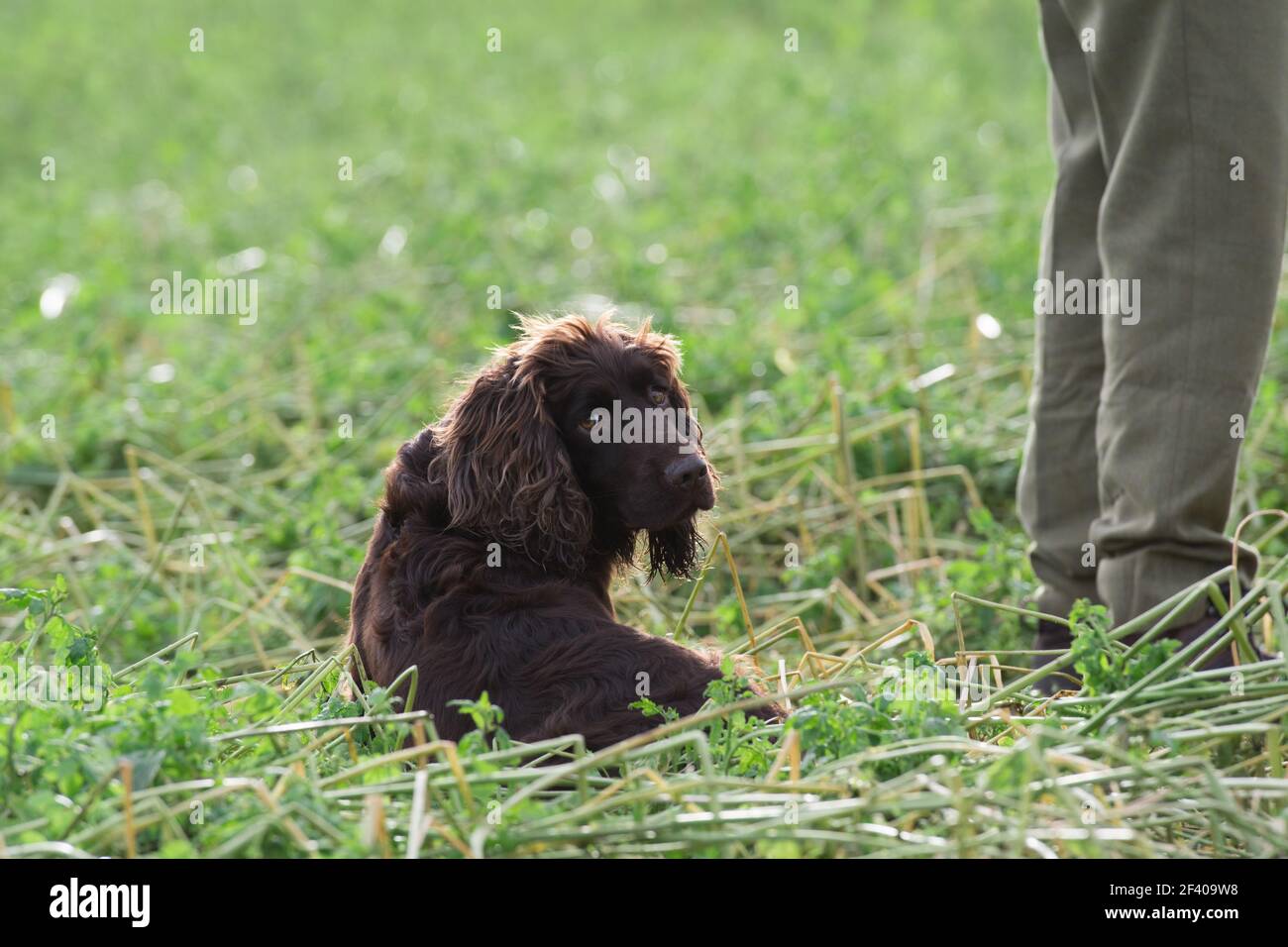 Working cocker spaniel portrait Stock Photo - Alamy