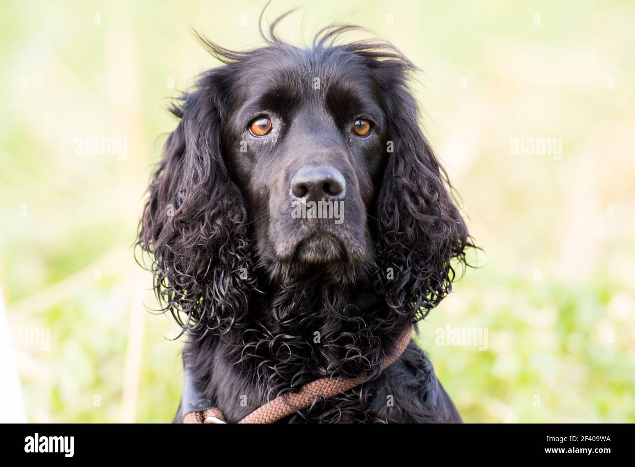 Working cocker spaniel portrait Stock Photo - Alamy