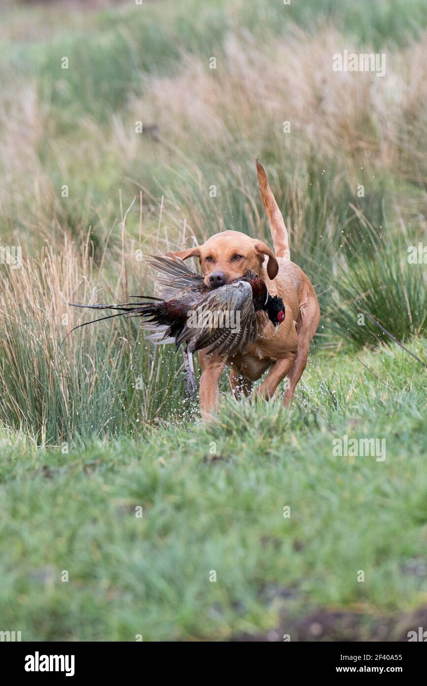 Labrador retrieving a pheasant Stock Photo - Alamy