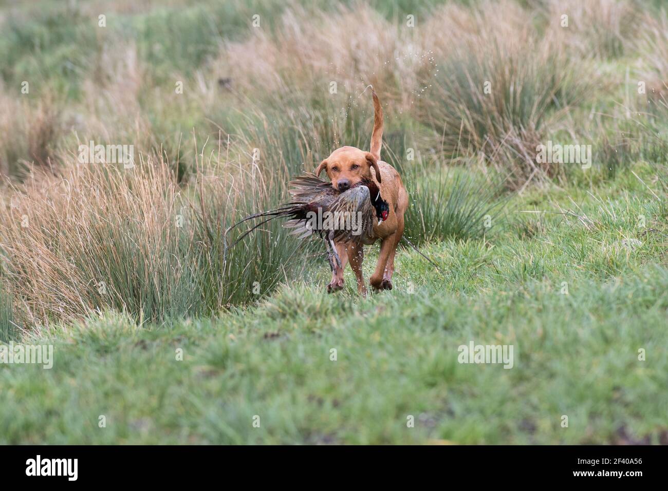 Labrador retrieving a pheasant Stock Photo - Alamy