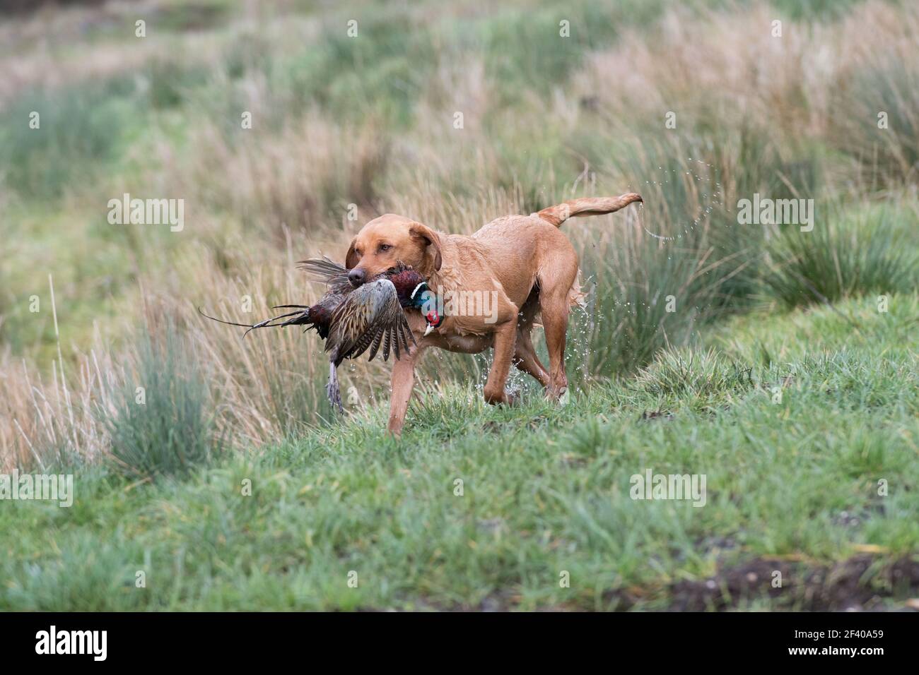 Labrador retrieving a pheasant Stock Photo - Alamy