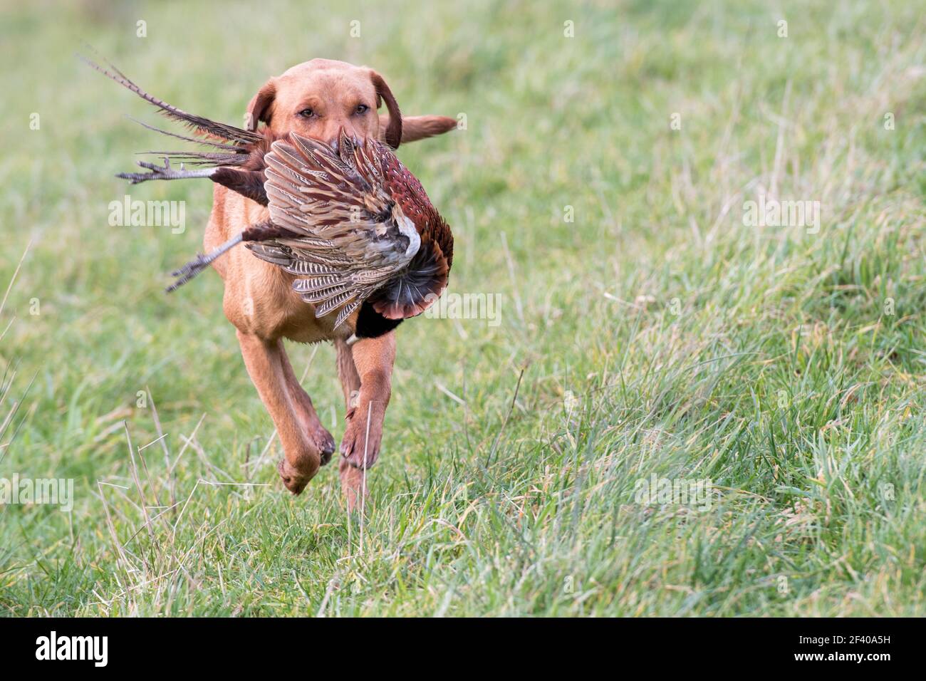 Labrador retrieving a pheasant Stock Photo - Alamy