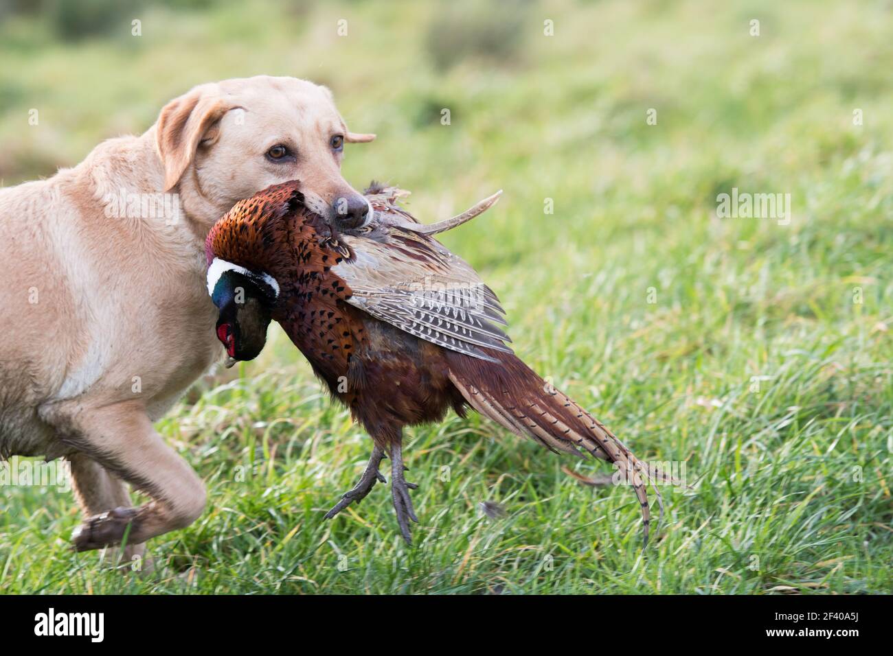 Labrador retrieving a pheasant Stock Photo - Alamy