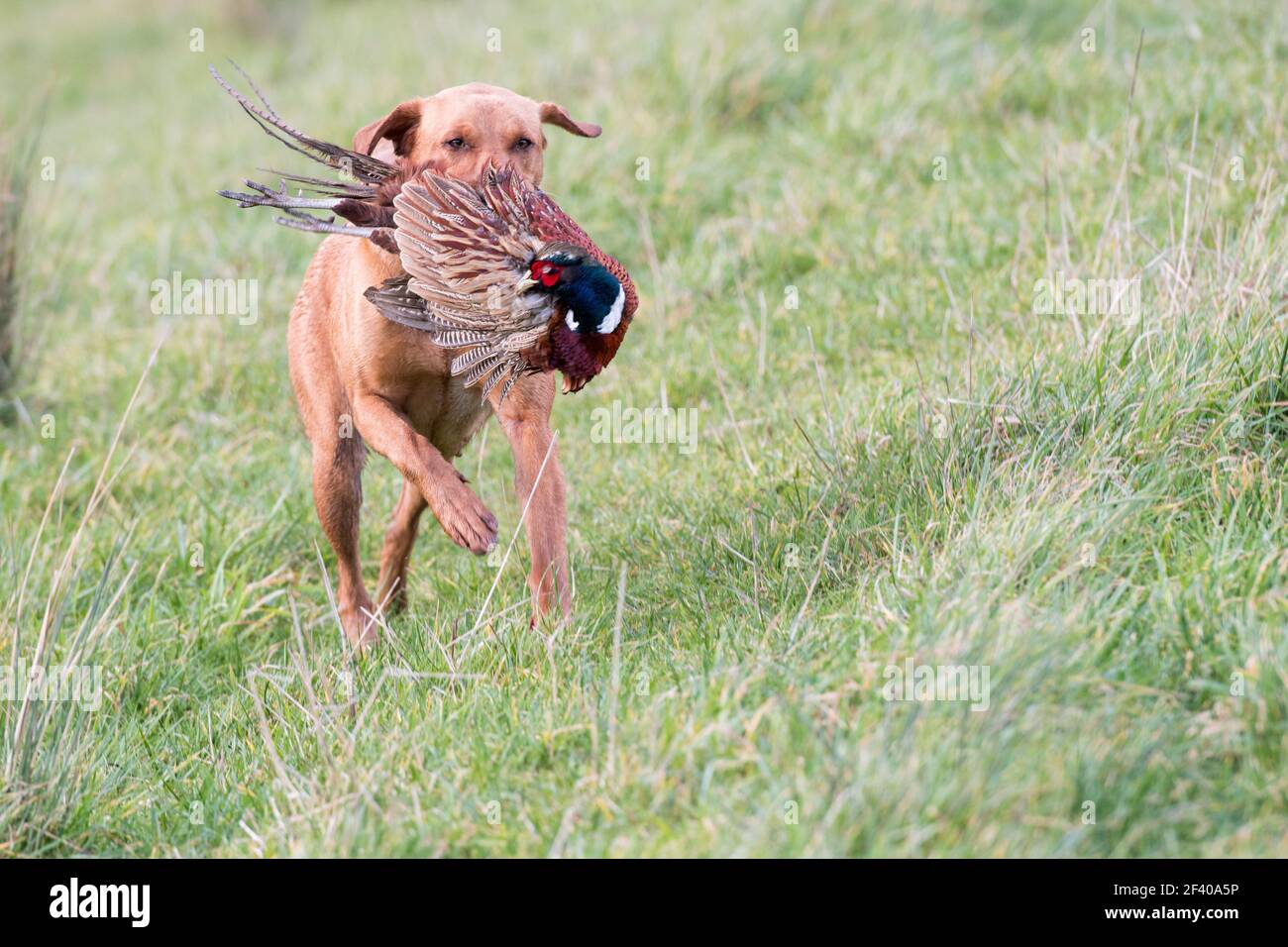Labrador retrieving a pheasant Stock Photo - Alamy