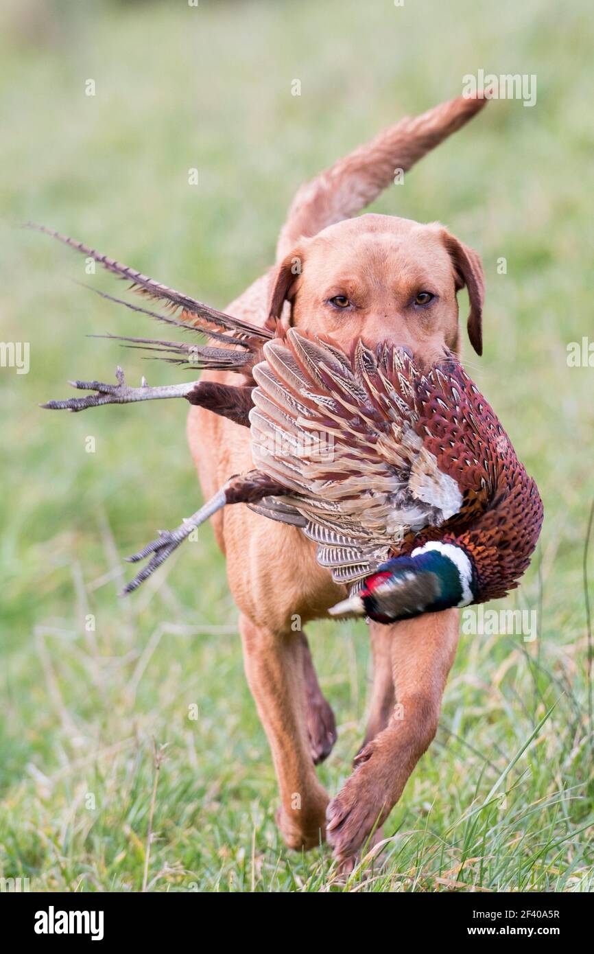 Labrador retrieving a pheasant Stock Photo - Alamy