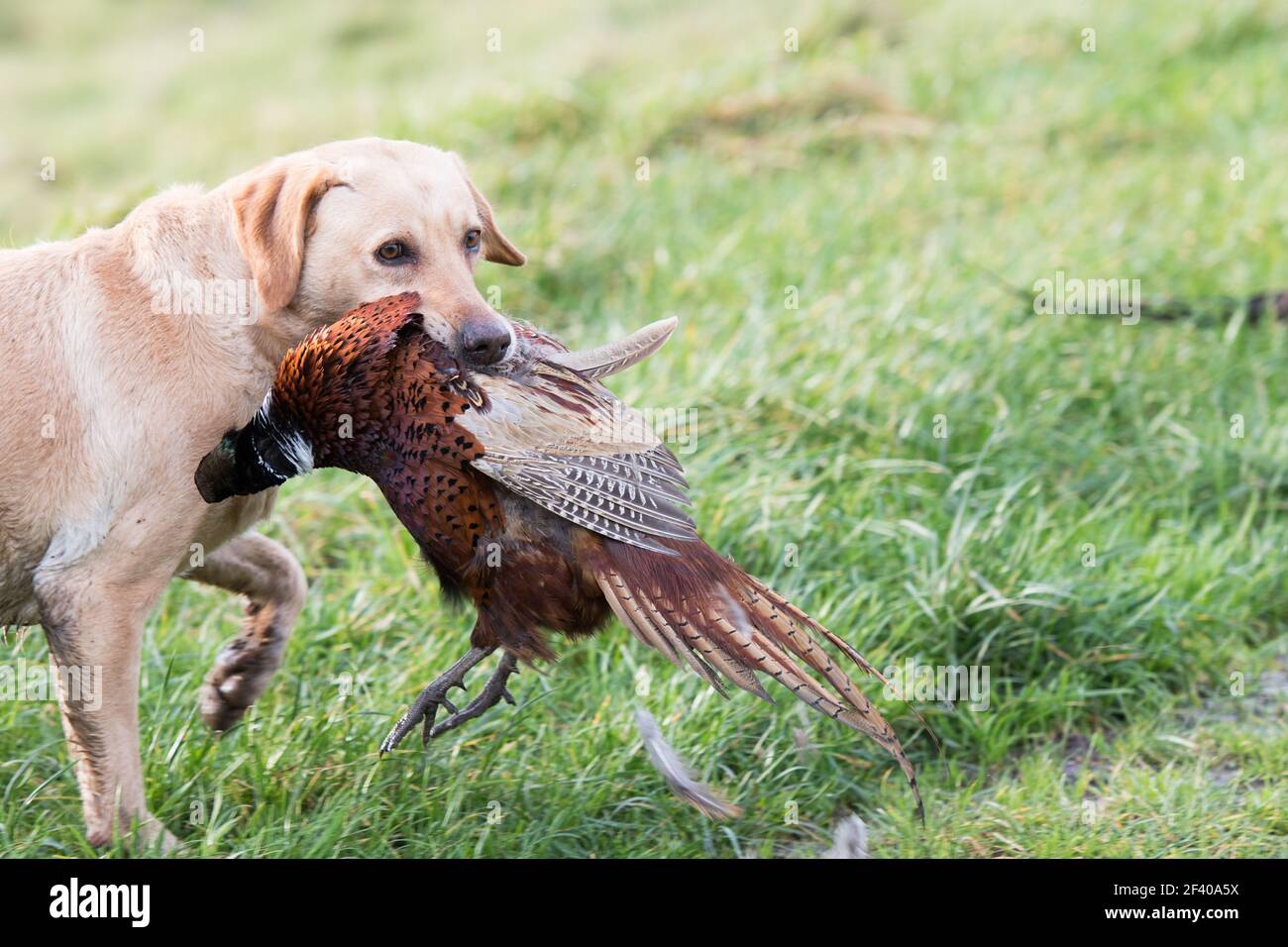 Labrador retrieving a pheasant Stock Photo - Alamy
