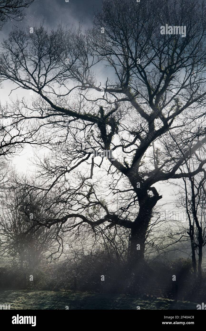 Spooky tree in silhouette Stock Photo - Alamy