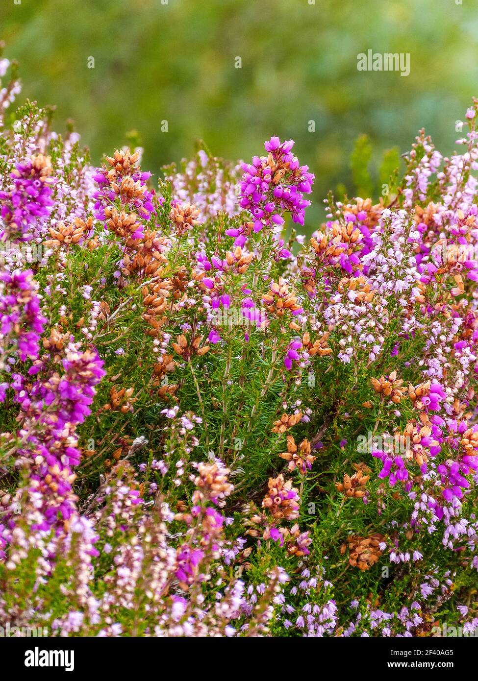 colorful heather and wild flowers in irish landscape Stock Photo - Alamy